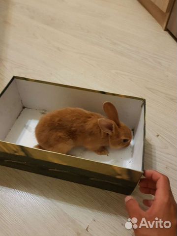 Декоративные карликовые кролики