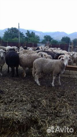 Овцы бараны