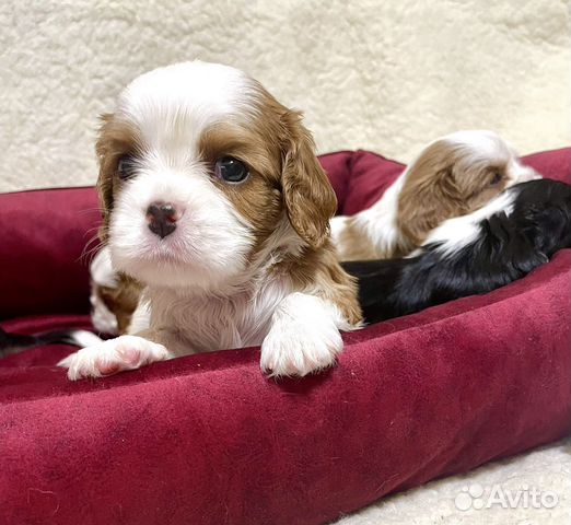 Кавалер Кинг Чарльз Спаниель