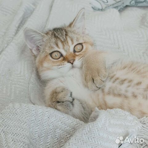 Шотланский прямоухий котенок