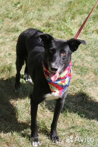 Молодая Багира в добрые руки