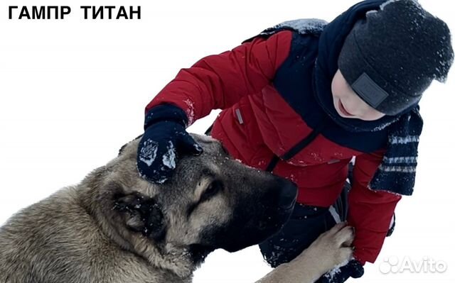 Армянский Гампр