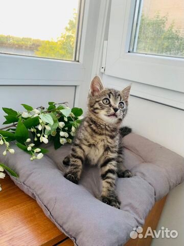 Котята бесплатно