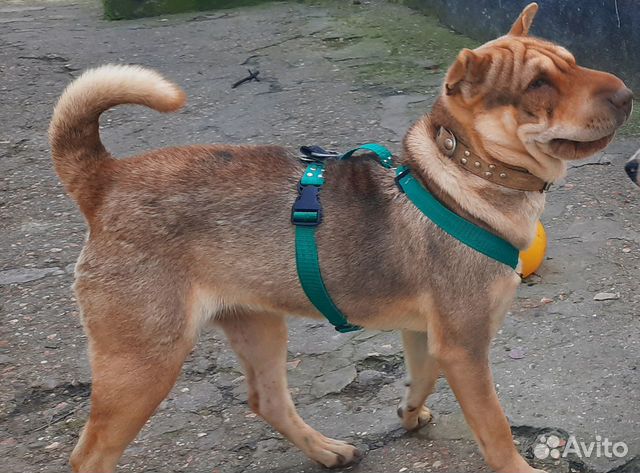 Отдам в добрые руки американского шарпея