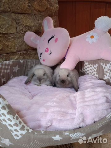 Декоративные кролики вислоухие