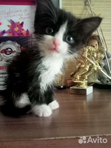 Кошки в добрые руки бесплатно