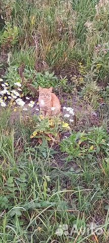 Найден рыжий котёнок