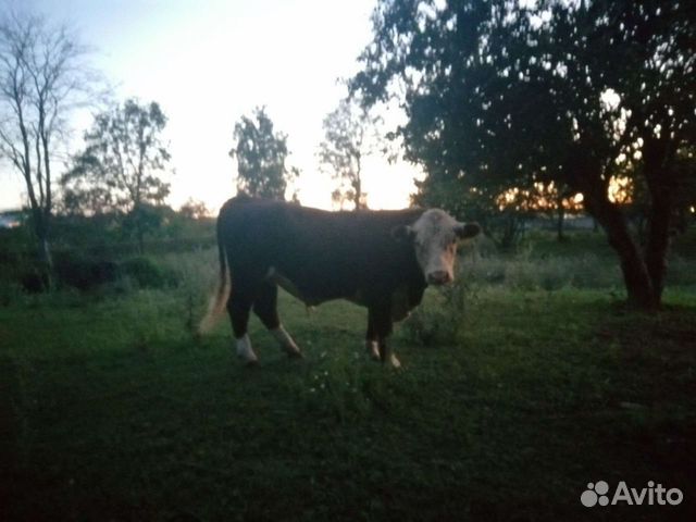 Быки на мясо живым весом