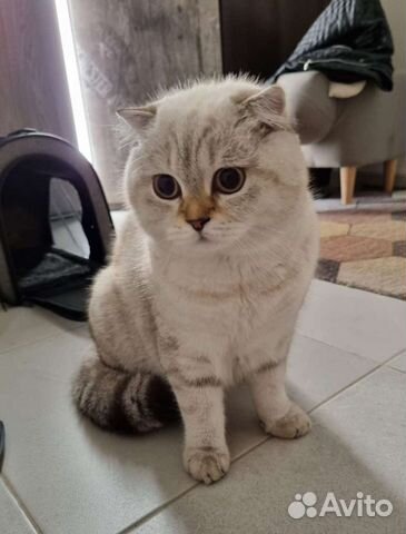 Котик метис шотландец/британец