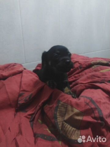 Щенки пинчера