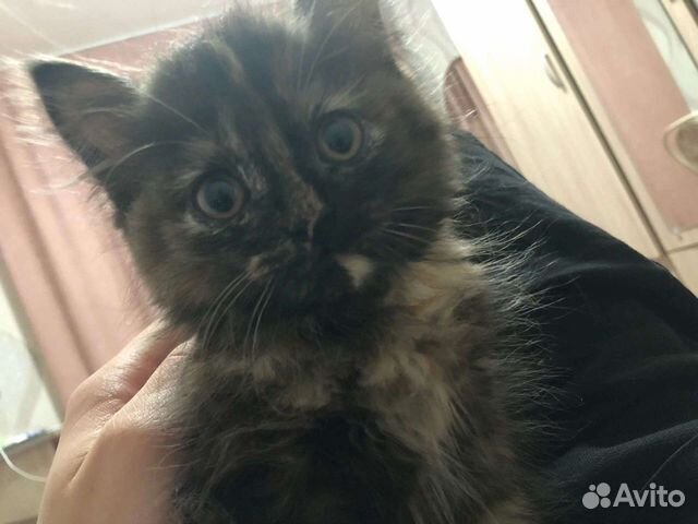 Безпородная