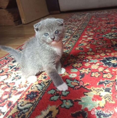 Шотландская