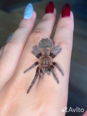 Паук птицеед