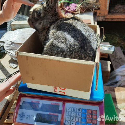 Крольчиха Великан девочка