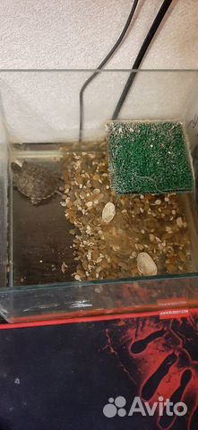 Красноухая черепаха