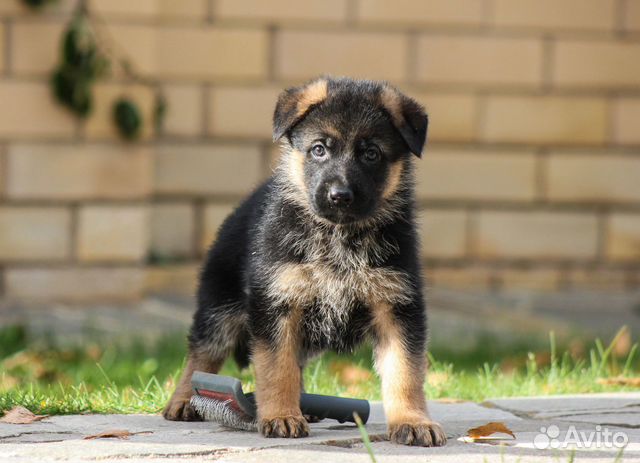 Очень красивый щенок немецкой овчарки