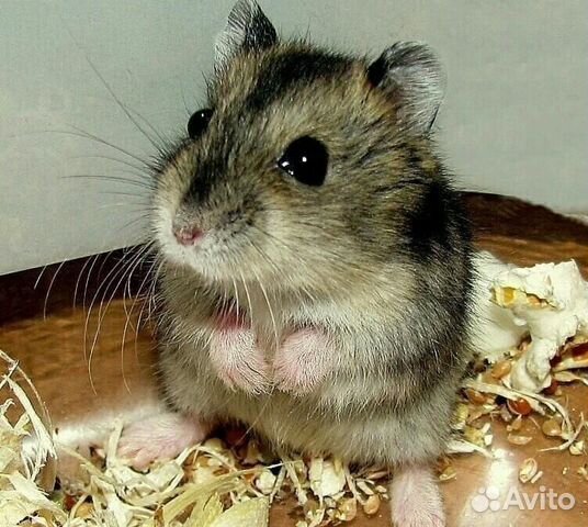 Домашние животные грызуны