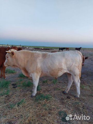 Быки на племя