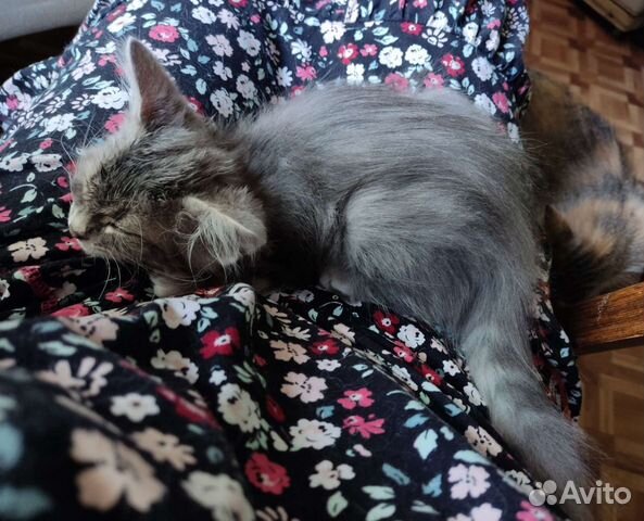 Котёнок Ежонок (мальчик), в заботливые руки