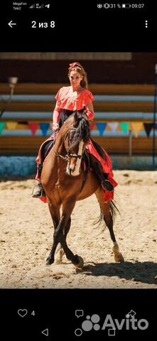 Мерин и жеребец