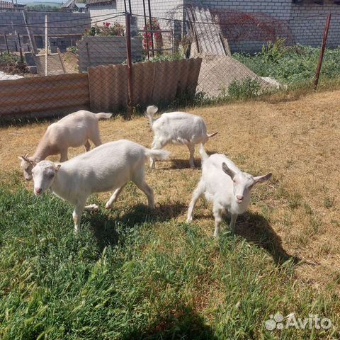 Продаются козлята, 2,5 месяца