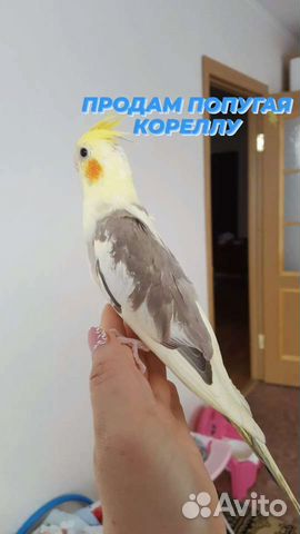 Попугай Корелла