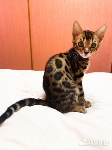 Бенгальская девочка