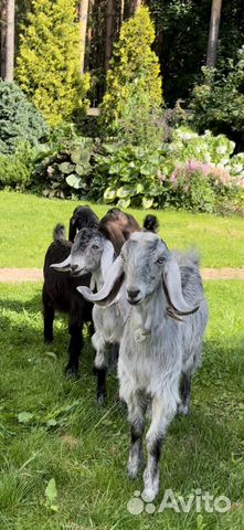 Козлята Шами