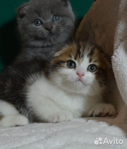 Девочка вислоухая би колор