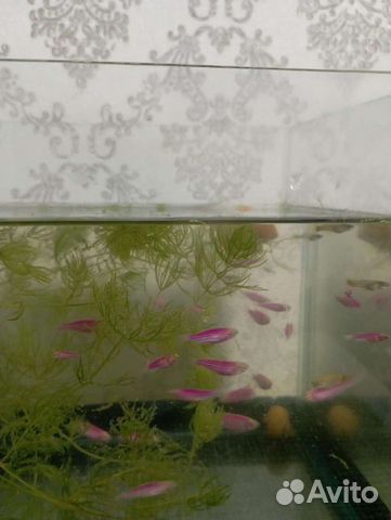 Рыбки Данио, гуппи