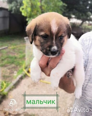 Пристраиваем щеночков в добрые руки