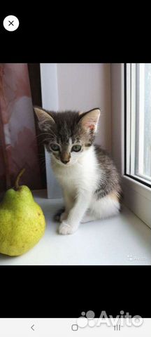 Кошечка
