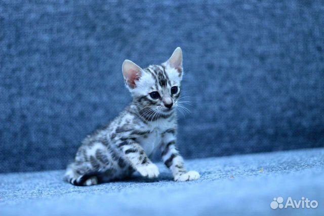 Бенгальская серебряная девочка