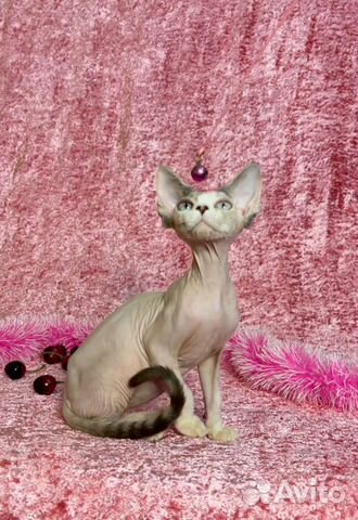 Разные детки котики