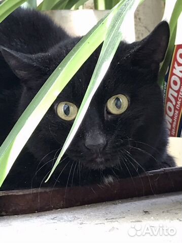 Черный кот