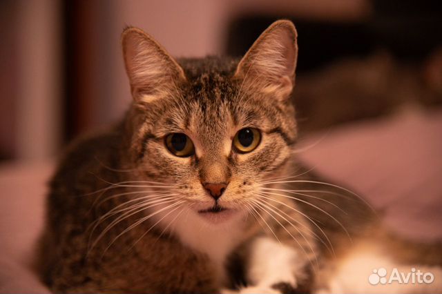 Кошка Ненси 2 года