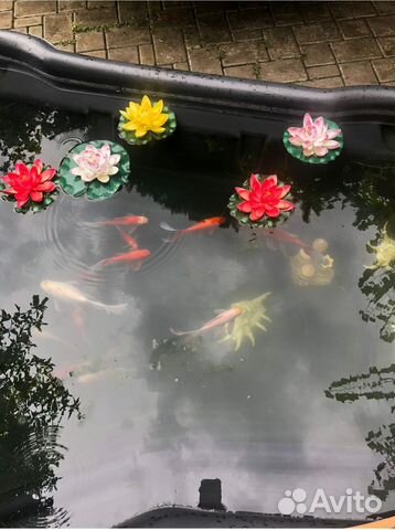 Рыбки для пруда. Китайский карась