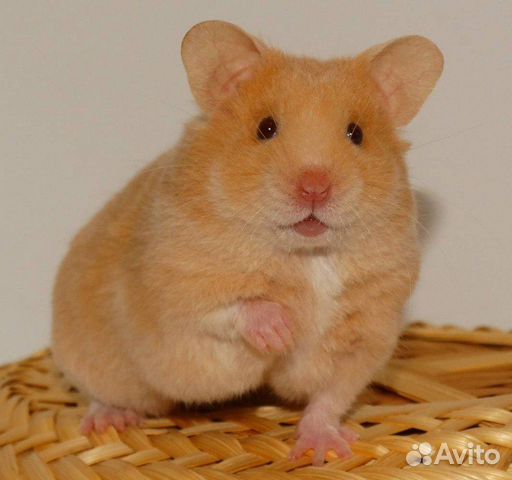 Аквариум с хомяком 90 литров
