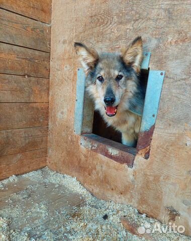 Собака всю жизнь умирает в приюте