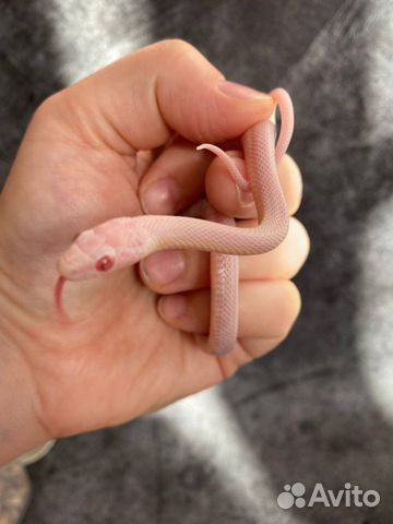 Близзард белый маисовый полоз самка 1 год