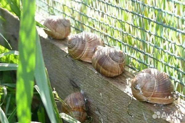 Улитка виноградная обычная