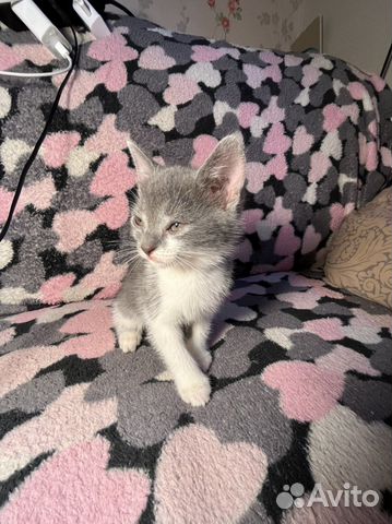 Британские котата