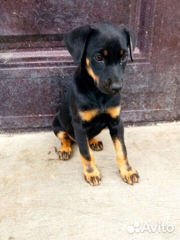 Щенки добермана