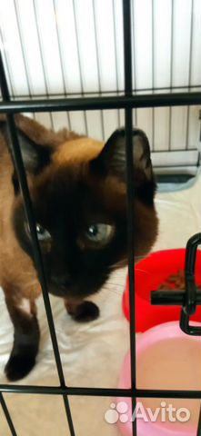 Помогите спасти кошку