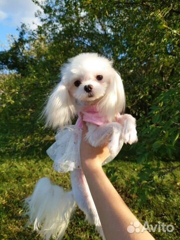 Мальтийская болонка mini