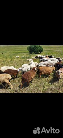 Овцы бараны ягнята