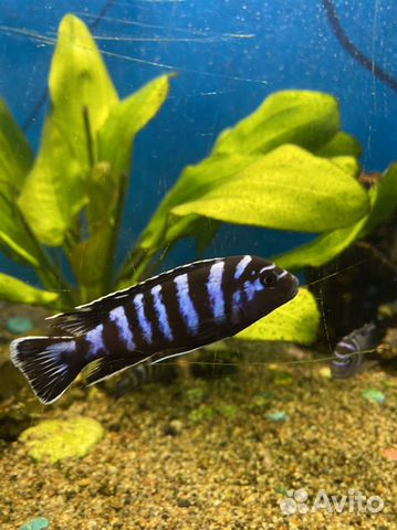 Рыба демасони цихлида