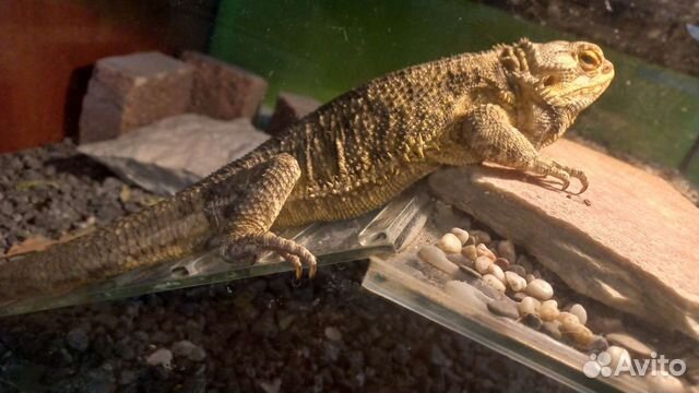 Бородатая агама (с террариумом)