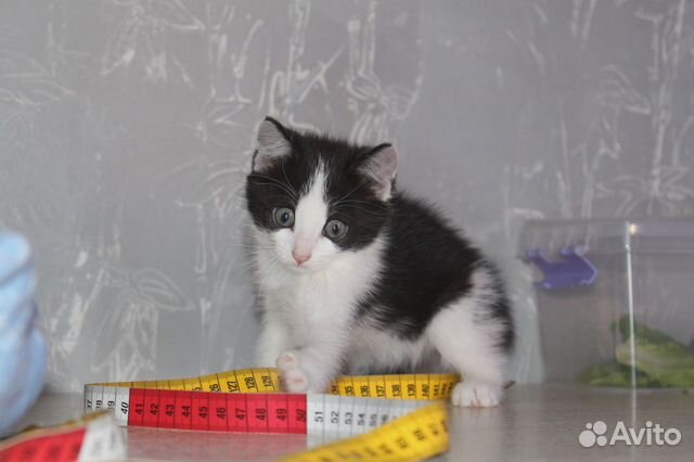 Милый маленький котенок отдается в добрые руки