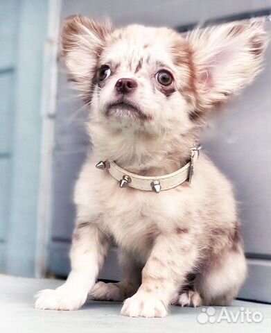 Мальчик мерль 3 мес шоколад